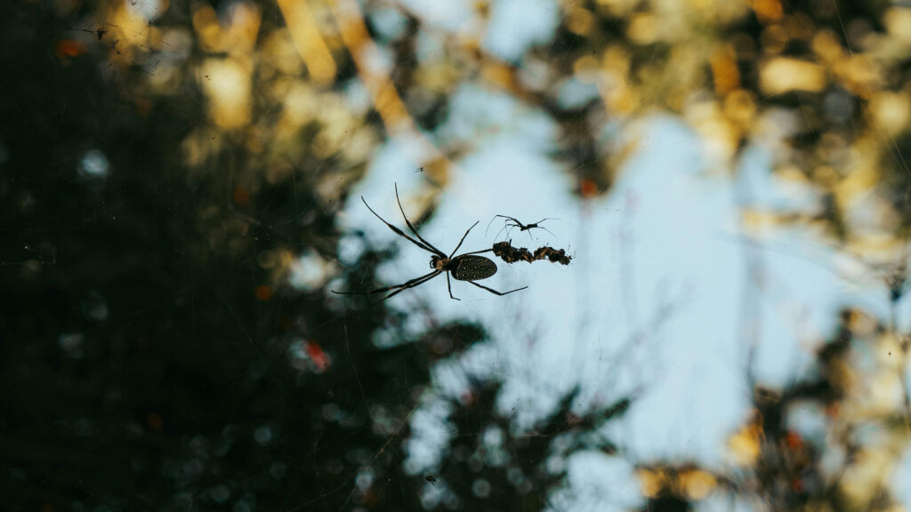 Atlanta Area's Pest Control Services: Pest Solutions